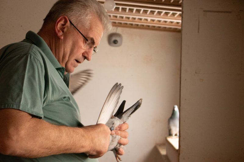 “Het zijn altijd duiven”: Joël Verschoot, de bekendste duivenmelker van ...